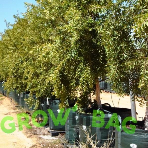 200 Gallon Grow Bag | Growinbag By GrowInnovate