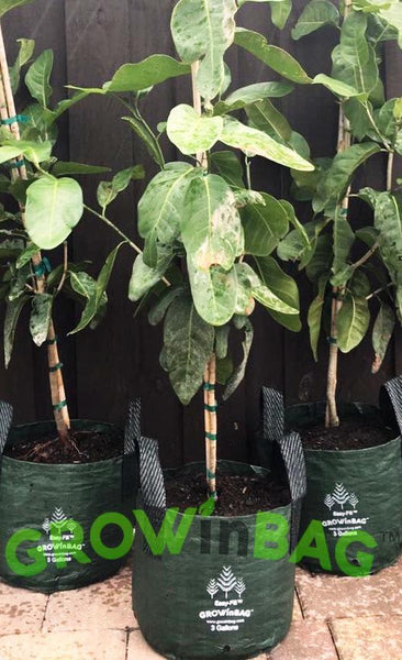 3 Gallon Grow Bag | GrowInnovate